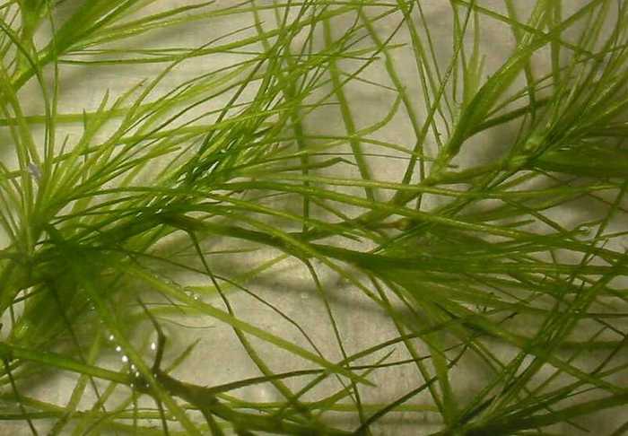 Un-ID'ed Najas and Aponogeton species